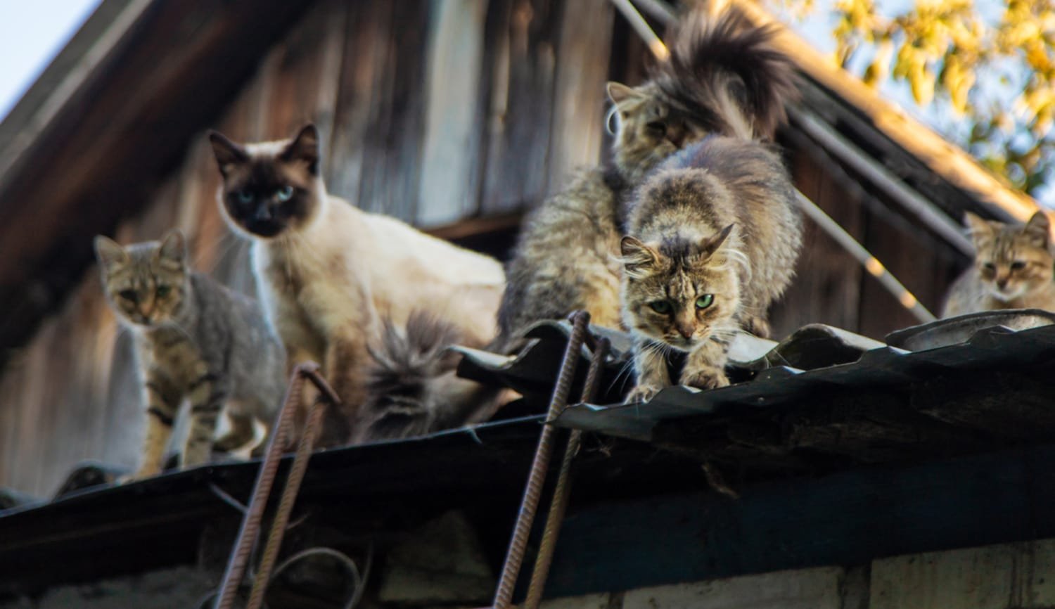 Van zachte roep tot klaaglijk gemiauw, waarom miauwen katten eigenlijk ...